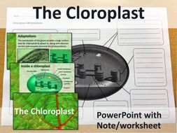 The Chloroplast (Photosynthesis) - PowerPoint and Worksheet (A-Level ...