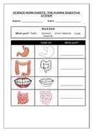 Science worksheets: Parts of the human digestive system | Teaching ...