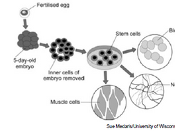 stem cells learning mat GCSE | Teaching Resources
