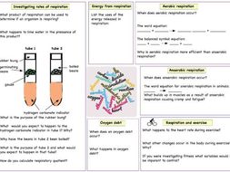 Respiration revision sheet | Teaching Resources