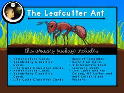 Parts of the Ant and Lifecycle | Montessori Cards and Boom Cards ...