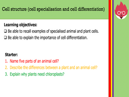 AQA GCSE Biology- Cell specialisation and cell differentiation ...