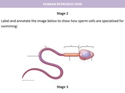 Reproduction in Humans work booklet | Teaching Resources