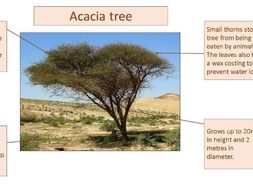 Hot semi-arid grasslands ecosystems, nutrient cycles, food chains ...