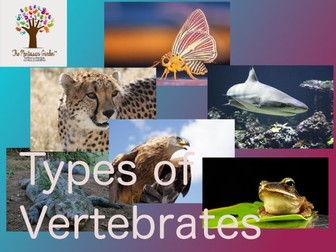 Montessori Cat Classification Bundle | Teaching Resources