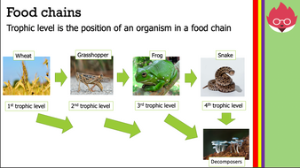 IGCSE Edexcel Biology (9-1) Feeding relationships | Teaching Resources