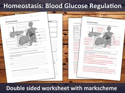Blood Glucose Regulation Worksheet for A level (Homeostasis) | Teaching ...