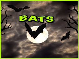 Bats - PowerPoint & Activities | Teaching Resources