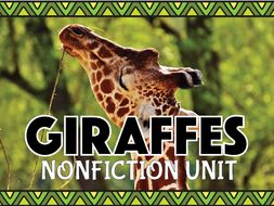 Giraffe Nonfiction Unit | Teaching Resources