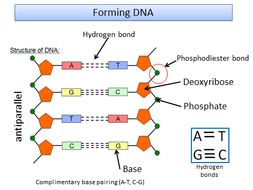 OCR A level Biology 2.1.3 Nucleotides and nucleic acids approx 10 ...