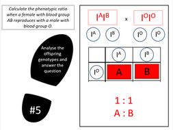 Codominant and multiple alleles (AQA A-level Biology) | Teaching Resources