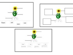 Plants- Labelling a plant- KS1 Science | Teaching Resources