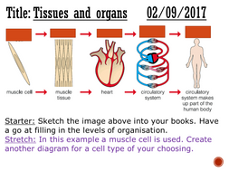 Tissues and organs - complete lesson (GCSE 1-9) | Teaching Resources