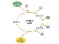 NEW OCR Biology A 5.2.3 Liver Functions: Deamination, Ornithine Cycle ...