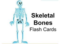 Skeletal Bones Flash Cards | Teaching Resources