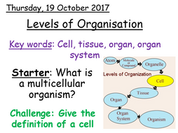 Levels of Organisation - Year 7 | Teaching Resources