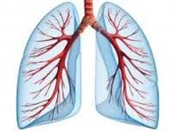 A Level Biology - Exchange and Transport: Exchange Surfaces Unit 3.1 ...