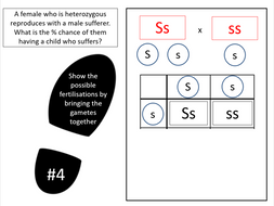 Patterns of inheritance (Edexcel Int A-level Biology) | Teaching Resources