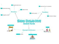 Slow Oxidative Muscle Fibres Poster AS PE OCR | Teaching Resources