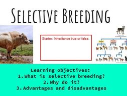Selective Breeding Full Lesson 9-1 | Teaching Resources