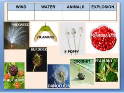 Plant Seed Dispersal | Teaching Resources