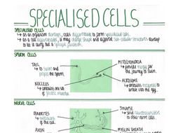 Specialised Cells (Cell Biology) Revision Poster [AQA GCSE Biology Double and Triple 9-1 ...
