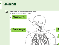 Respiratory system revision lesson - BTEC National Sport Unit 1 - Anatomy & Physiology - Topic C ...