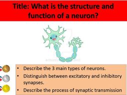 AQA A Level Psychology Year 2 - Biopsychology - Neurons & Synaptic ...