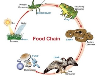 Food Chains: KS3 | Teaching Resources