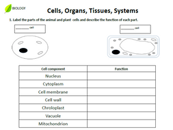 Cells, Organs, Tissues, Systems homework sheet + Answer sheet ...