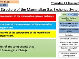 The Structure of the Mammalian Gas Exchange System | Teaching Resources