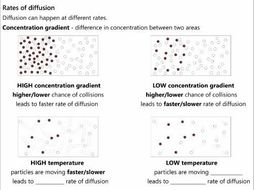GCSE AQA New Spec B1.6 Diffusion workbook | Teaching Resources