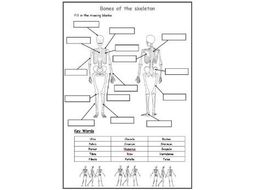 AQA - GCSE Physical Education - Blank Skeleton | Teaching Resources