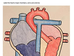 Labelling the heart the circulatory system KS2 | Teaching Resources