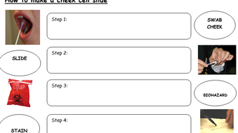 Making microscope slides - onion cell slide and cheek cell slide ...