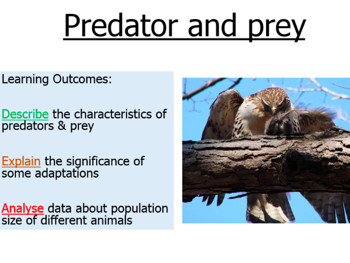 Predator vs prey for kids - fessdata