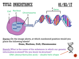 Inheritance - complete lesson (KS3) | Teaching Resources