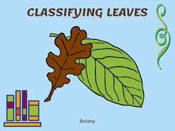 Classifying Leaves | Teaching Resources