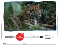 Learn at Chester Zoo - Rainforest Animals (Fact File Collection) by ...