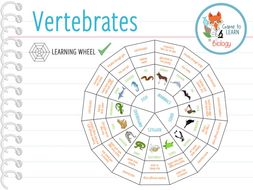 Vertebrates - Learning wheel (KS2/3) | Teaching Resources