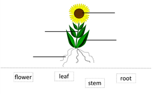 Plants- Labelling a plant- KS1 Science | Teaching Resources