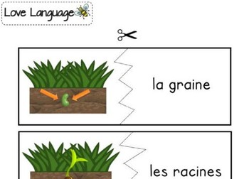 Life Cycle of a Plant in French Bundle | Teaching Resources