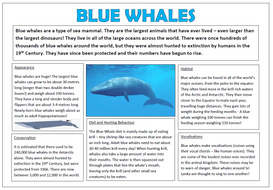 Blue Whales Non-Fiction Text - Whole Class Guided Reading! | Teaching ...