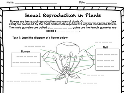Flower structure and function | Teaching Resources