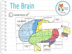 The Brain - Jigsaw Puzzle (KS4/5) | Teaching Resources