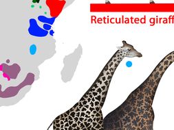 Biology - Giraffe Speciation/Evolution Infographic | Teaching Resources