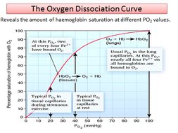 3.1.2 OCR A level Biology Transport of oxygen and carbon dioxide (2-3 ...