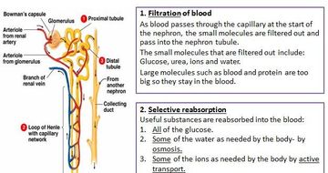 The kidney and selective reabsorption AQA B3 | Teaching Resources