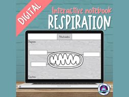Cellular Respiration Digital Interactive Notebook | Teaching Resources