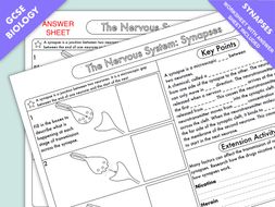 GCSE Biology: Synapse Worksheet | Teaching Resources